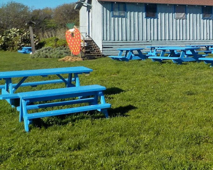Blue picnic tables under open sky—where conversations slow down, berry juice stains fingers, and nobody's checking their phone notifications.