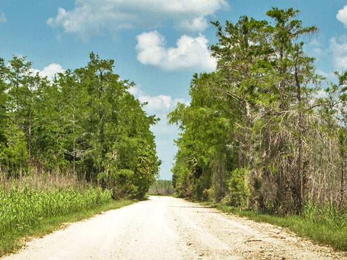 The limestone road stretches toward the horizon, flanked by native pines and palmettos—Florida as it existed before the first postcard.