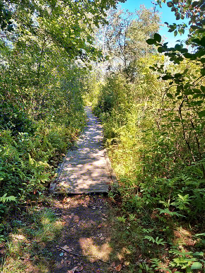 Wooden boardwalks lead through wetland trails where nature photography costs nothing but time and patience, the best kind of investment.