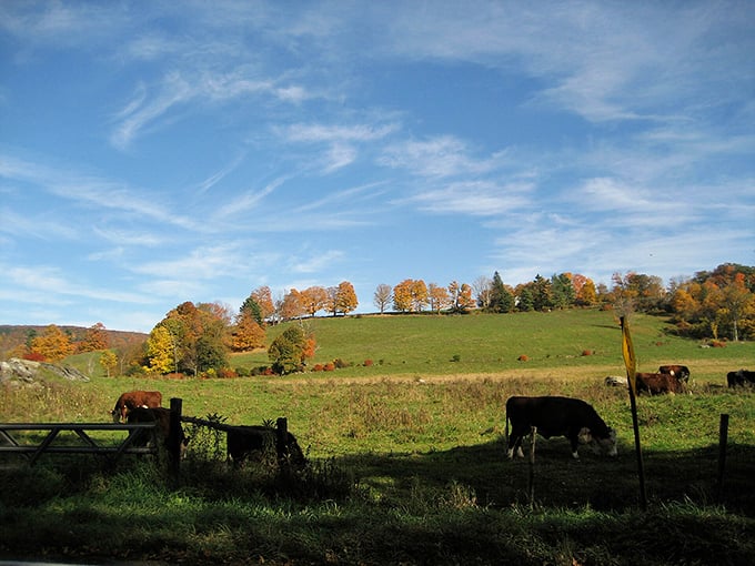 Rolling countryside dotted with grazing cattle – rural living where your retirement fund won't get milked dry.
