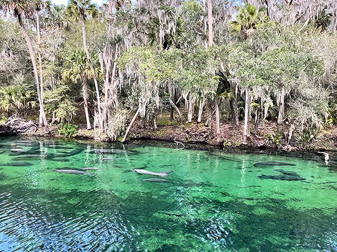 Manatee highway in session! These gentle giants glide through Blue Spring's transparent waters while Spanish moss-draped trees stand sentinel above.