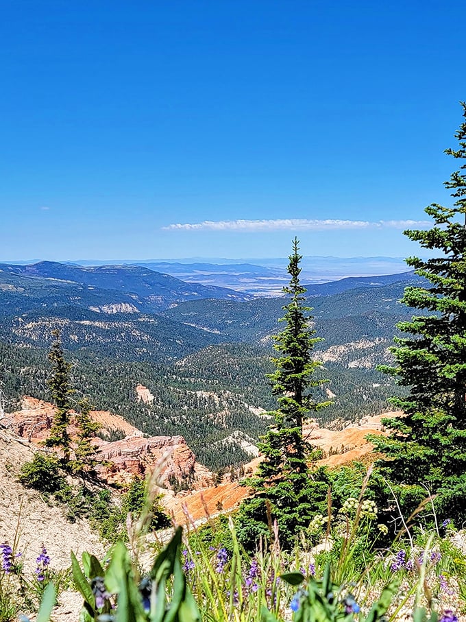 The high country spreads out below like nature's own observation deck with the best views in Utah.