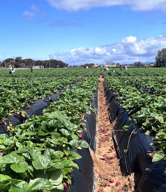 iconic strawberry farm california ftr