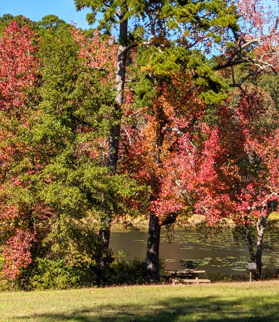 state park dream texas ftr